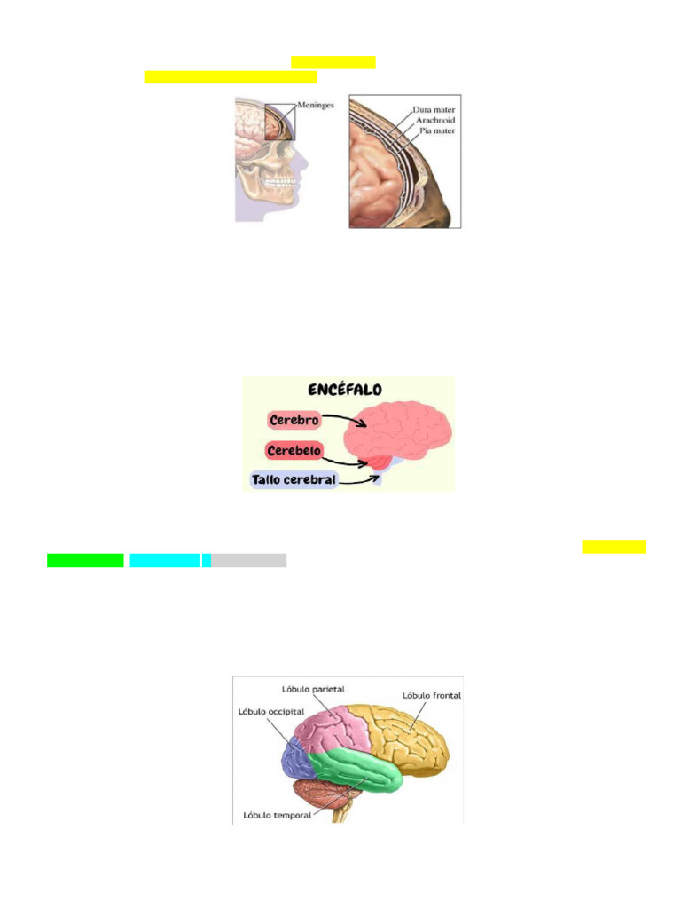 Tema # 3 Sistema Nervioso Central. 3er. A-B-C-1er. Trim. | PDF | Sistema nervioso central | Cerebro