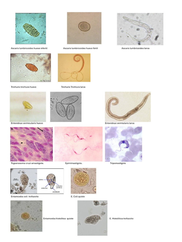 Parasitos y Critales | PDF