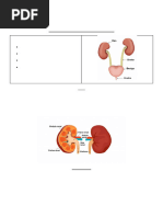 Ficha de Trabalho: Sistema Excretor | PDF