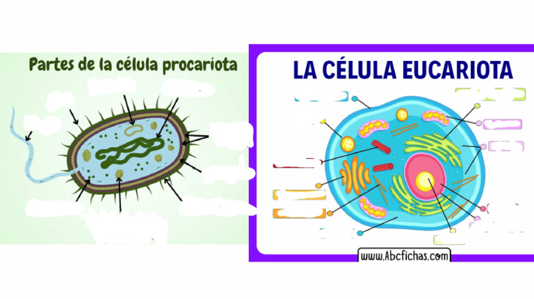 Estructura y Partes de la Célula Eucariota | PDF