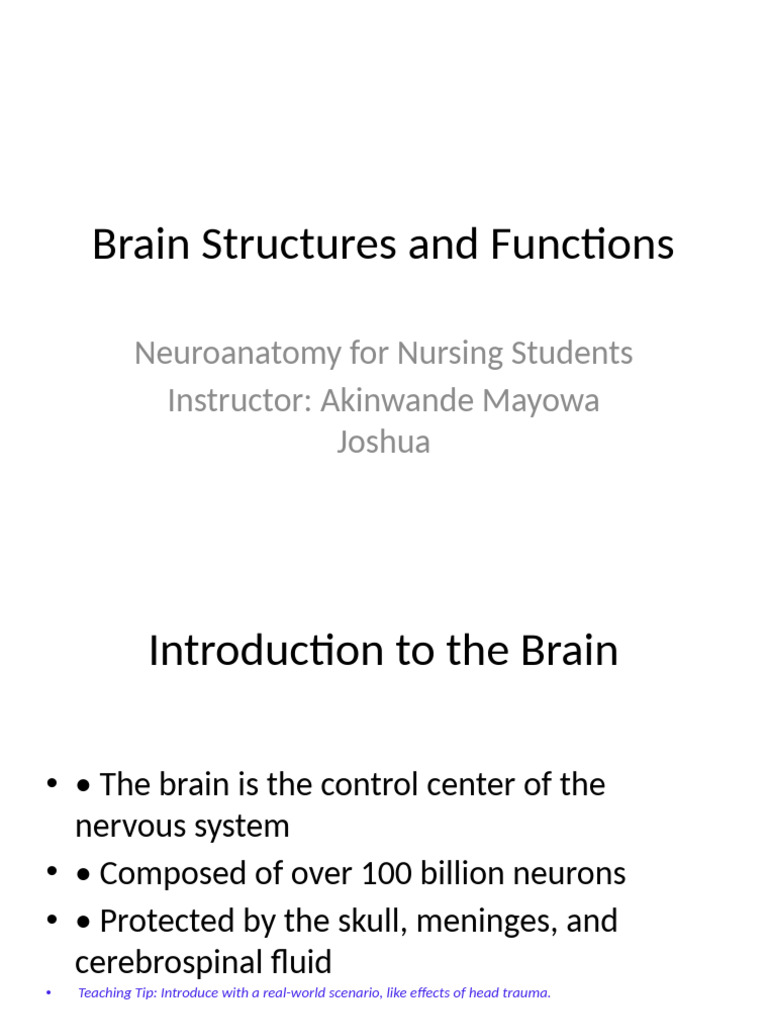 Brain Structures and Functions Slides | PDF | Brain | Brainstem