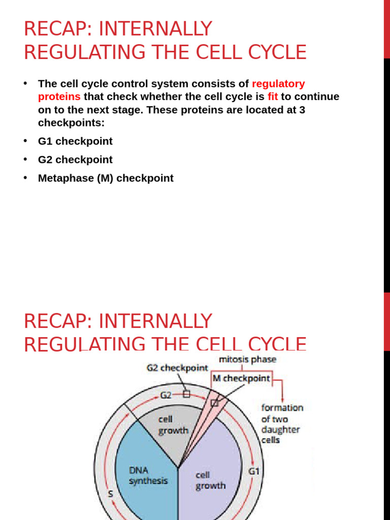 Cell Cycle Controls, Cell Repair and Death (Class 25) | PDF | Cell ...