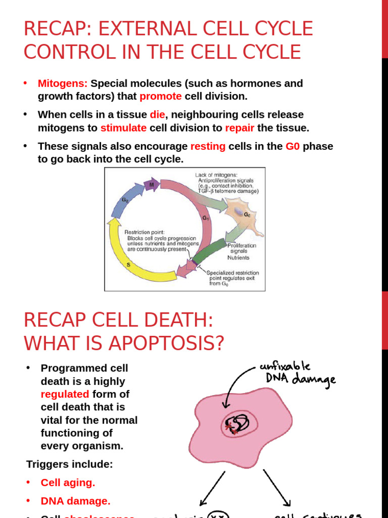 Cell Cycle Control and Apoptosis Overview | PDF | Cell (Biology) | Necrosis