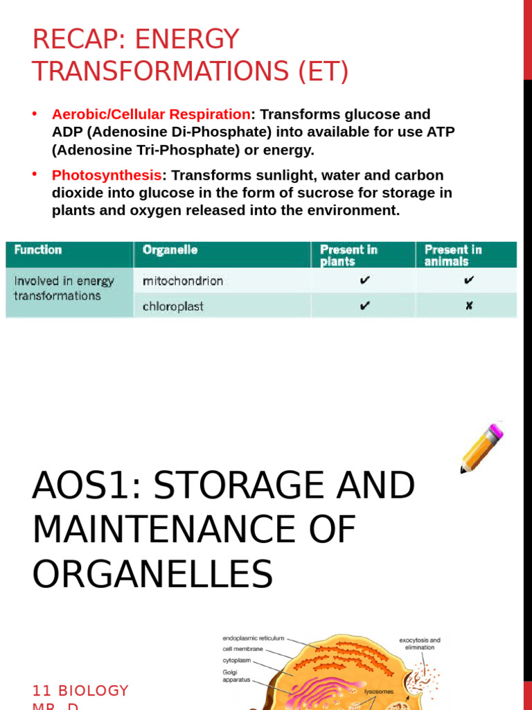 Storage and Maintenance of Organelles (Class 11) | PDF | Cell (Biology) | Organelle