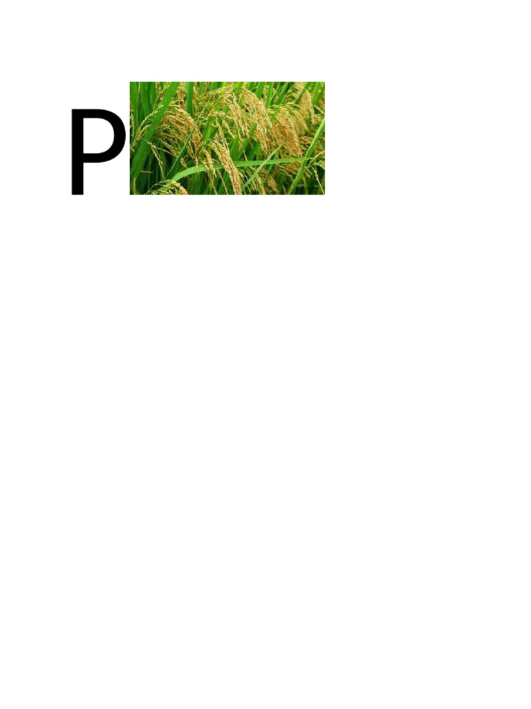 P | PDF