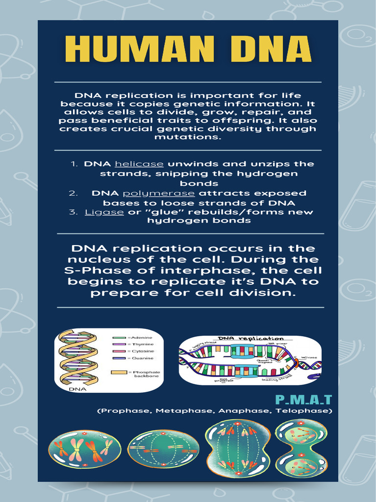 DNA Replication | PDF