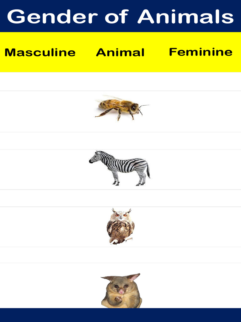 Genders of Animal PDFF | PDF