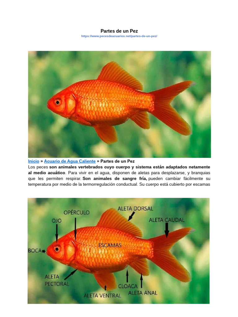 Partes de Un Pez | PDF | Branquia | Pescado