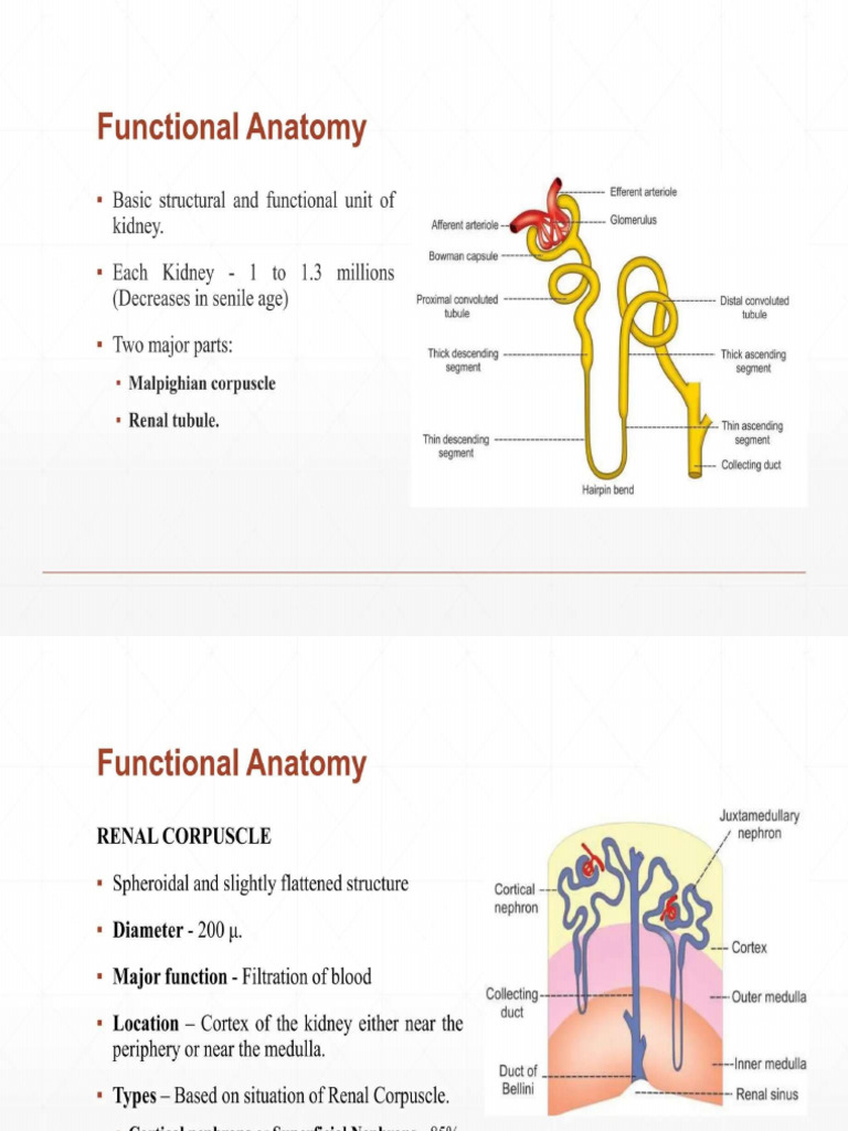 Functional Anatomy of Nephron | PDF