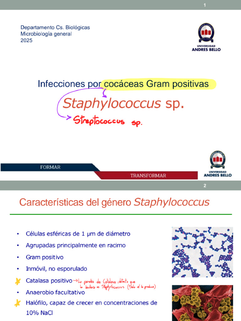 Staphylococcus (C9) | PDF