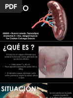 Anatomía y Funciones del Bazo | PDF | Bazo | Sistema linfático