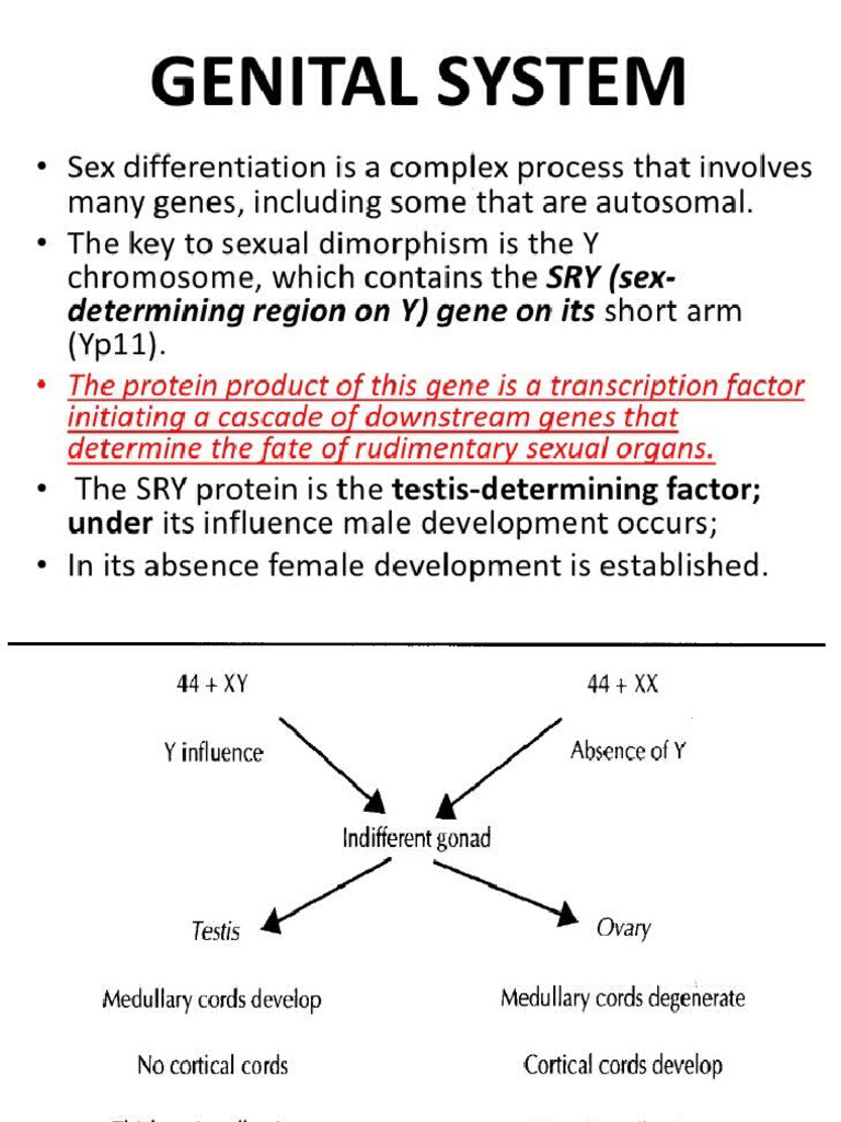 Development of Genital System 3 | PDF