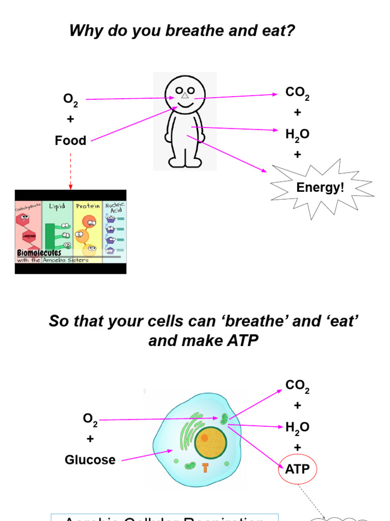 Yeast Cellular Respiration Explained | PDF