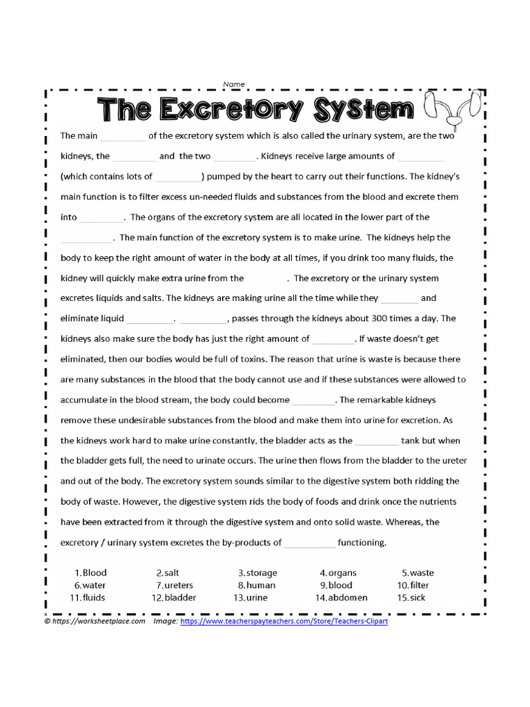 Worksheet Excretory System | PDF