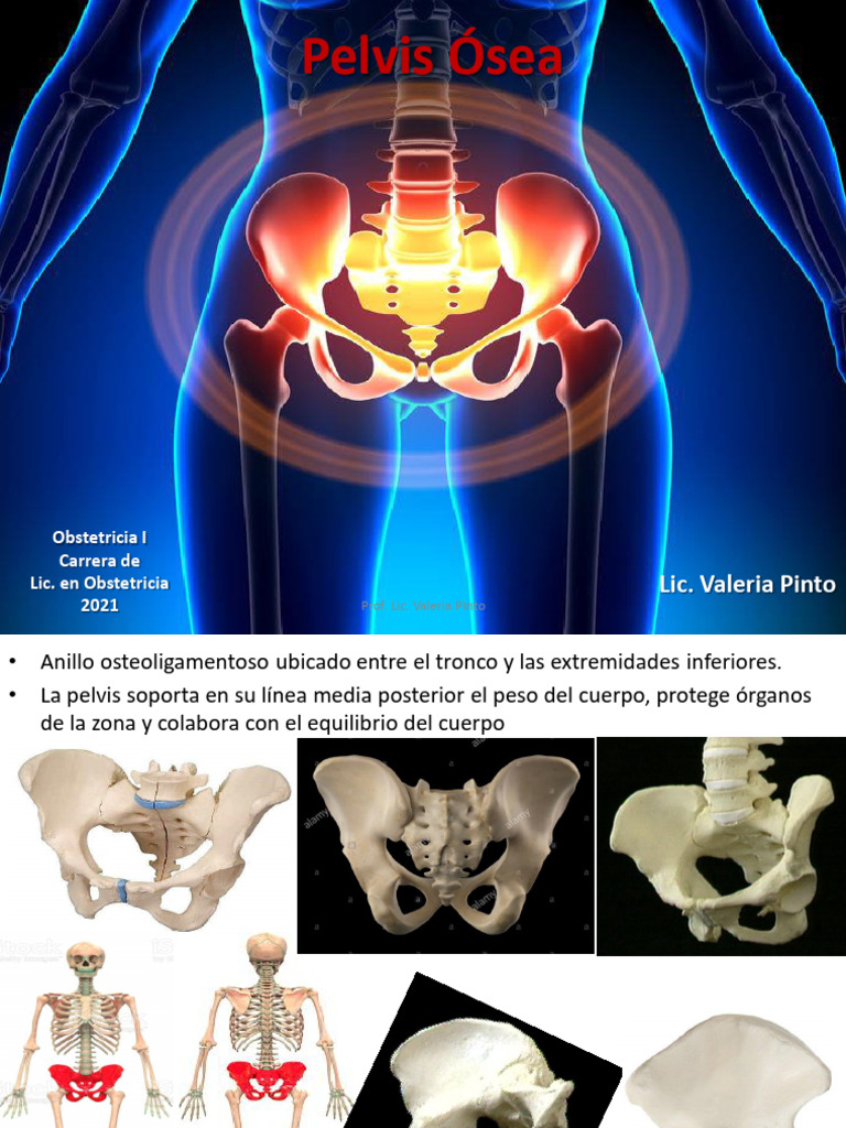 Anatomía y Dimensiones de la Pelvis Ósea | PDF | Pelvis | Sistema ...