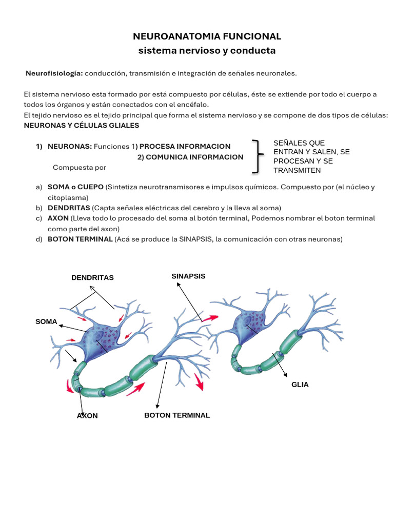 Neuronas, Sinapsis, Anatomia Neuronal | PDF | Sinapsis | Neurona