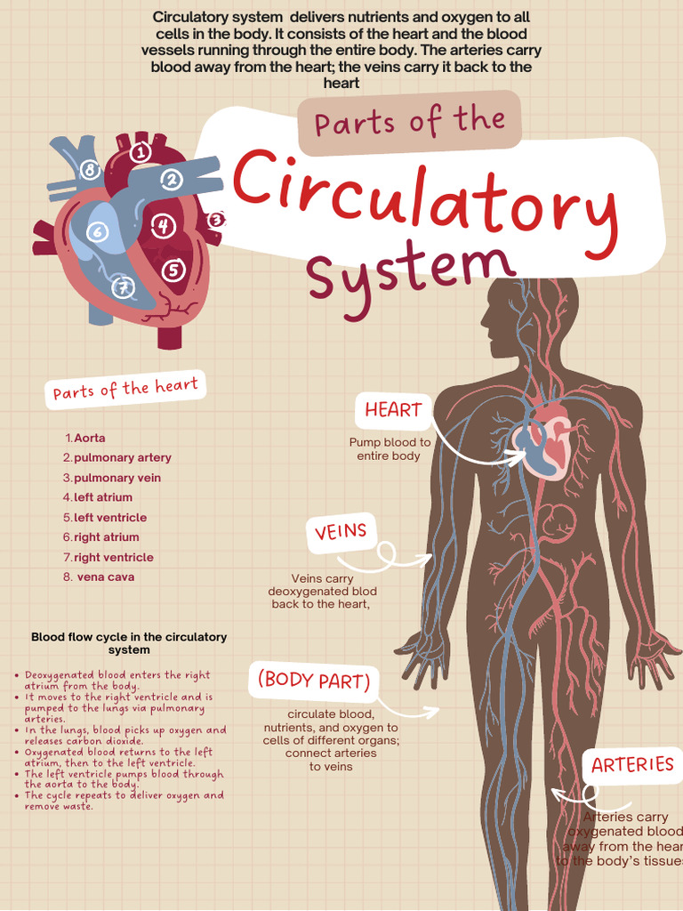 Parts of the Human Circulatory System Science Poster in Light Brown ...