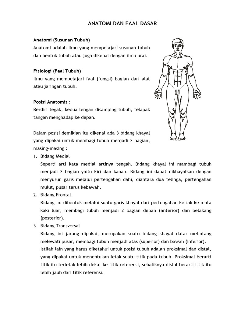 Anatomi Dan Faal Dasar | PDF