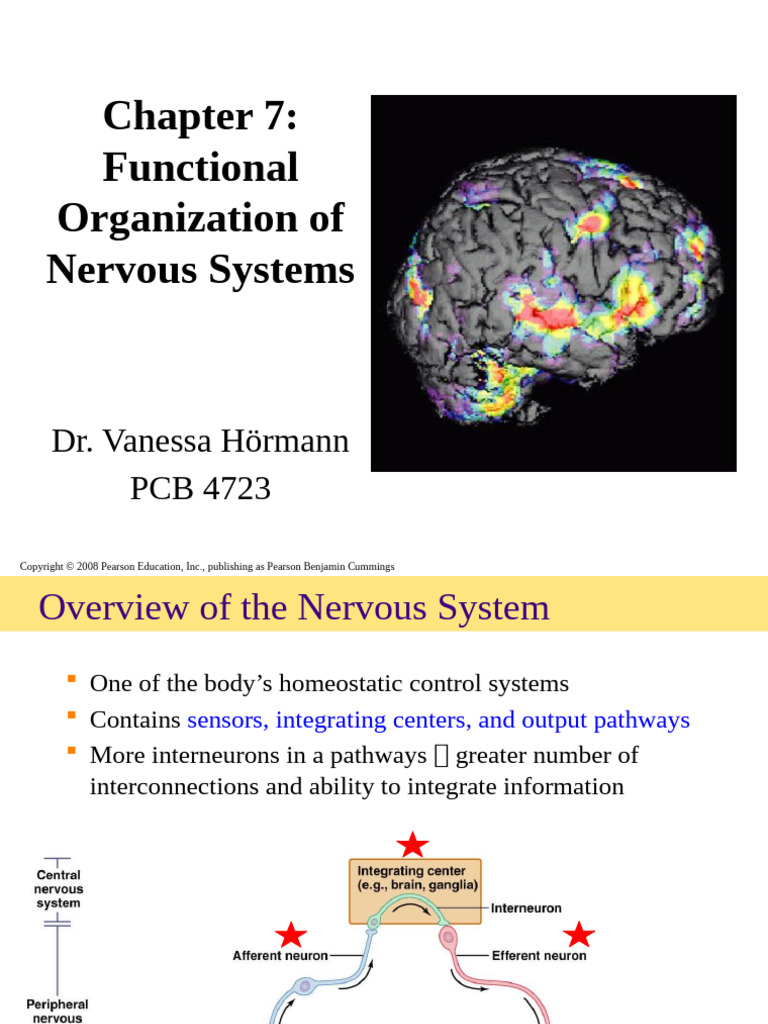 Chapter 7 Functional Organization of Nervous Systems | PDF | Nervous System | Brain