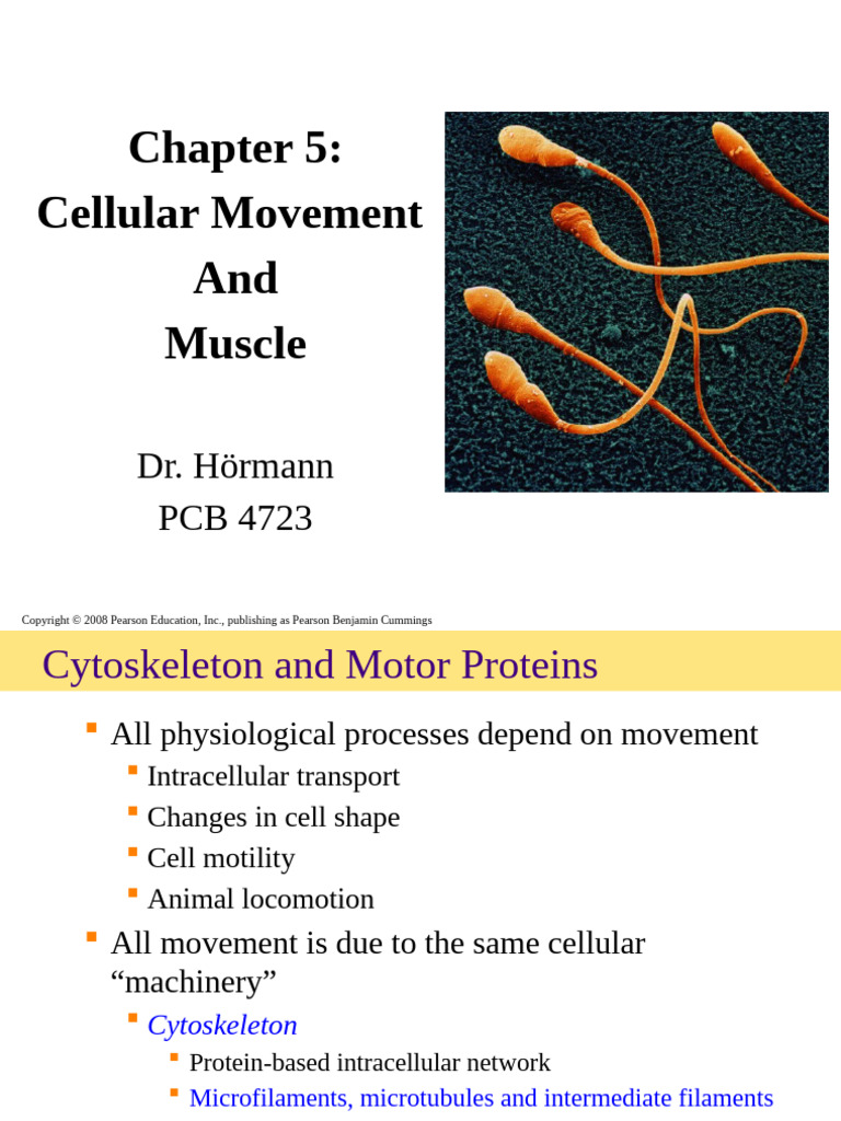 Chapter 5 Cellular Movement and Muscle | PDF | Cytoskeleton | Muscle ...