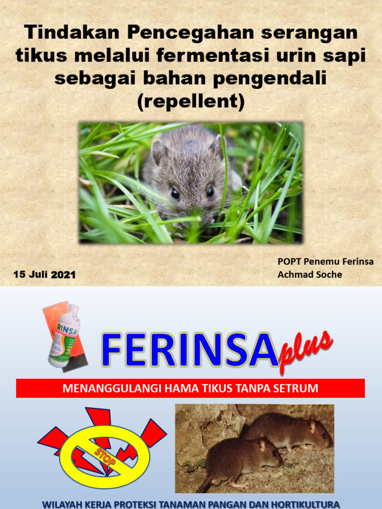 Fermentasi Urin Sapi Sebagai Bahan Pengendali OPT Tikus | PDF