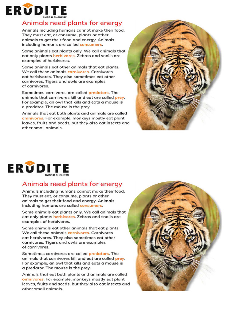 animals and energy | PDF