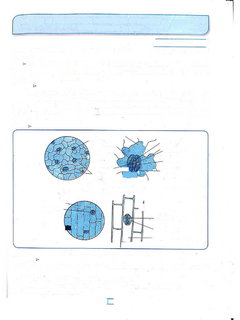 3.structure and Distribution of Stomata On Upper and Lower Surface of Leaf | PDF | Stoma | Leaf