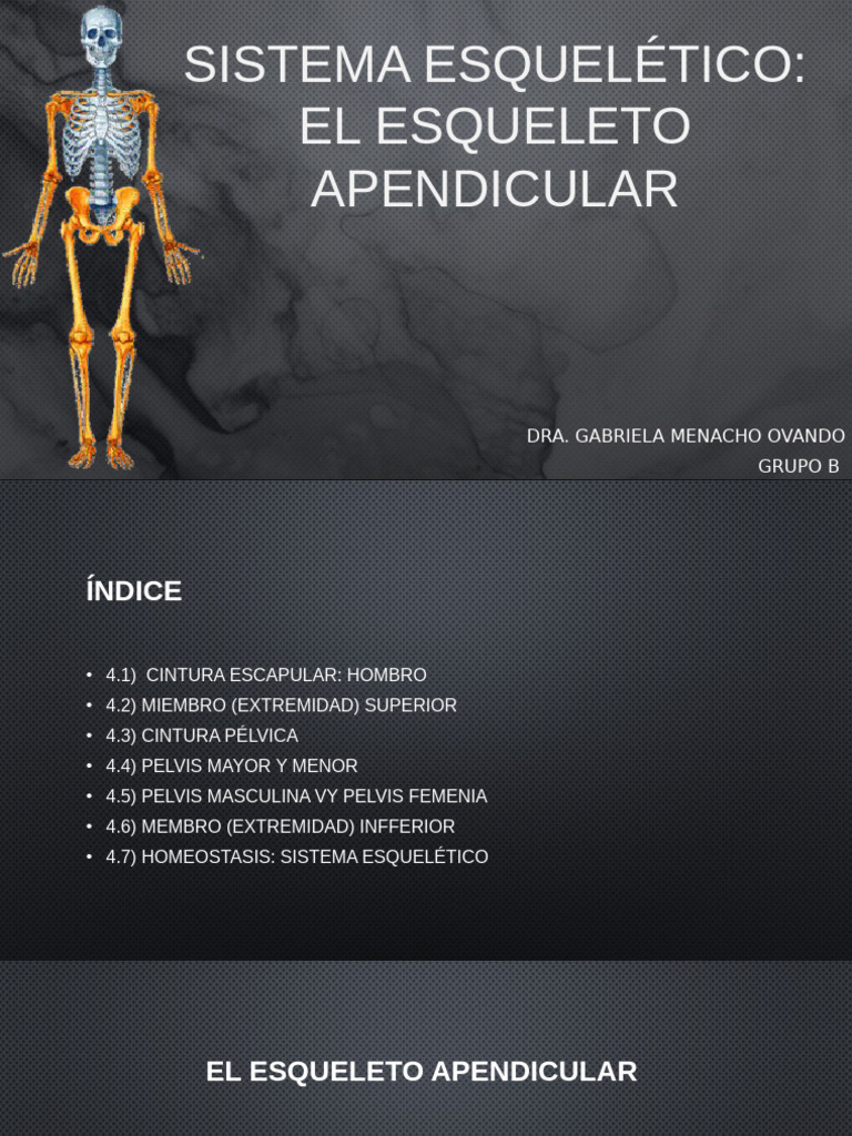 Esqueleto Apendicular | PDF | Pelvis | Mano