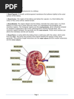 Kidney Dissection Practical Guide | PDF | Kidney | Urinary System