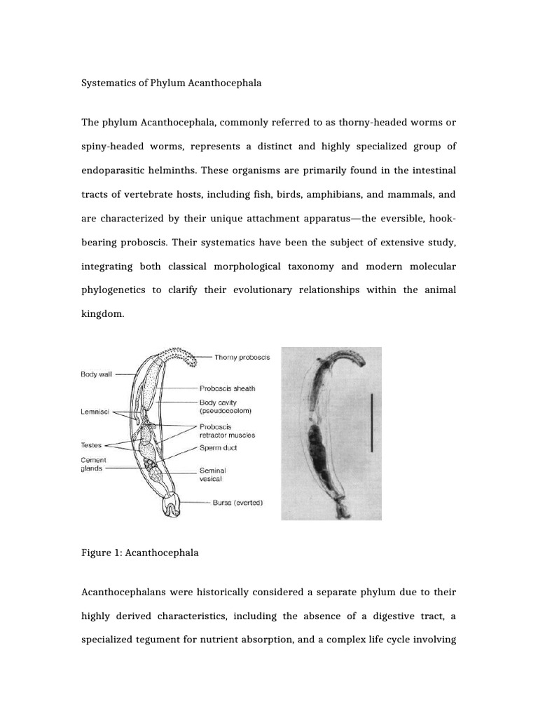 Acanthocephalan and Rotifera | PDF | Parasitism | Reproductive System