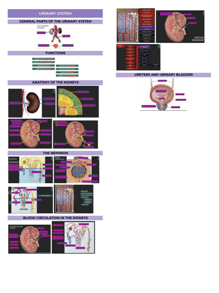 Finals Anaphy Lab | PDF