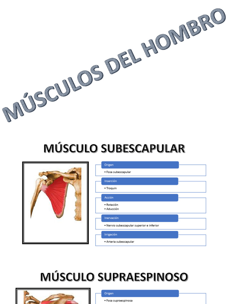 Músculos Del Miembro Superior | PDF | Extremidades (anatomía) | Sistema ...