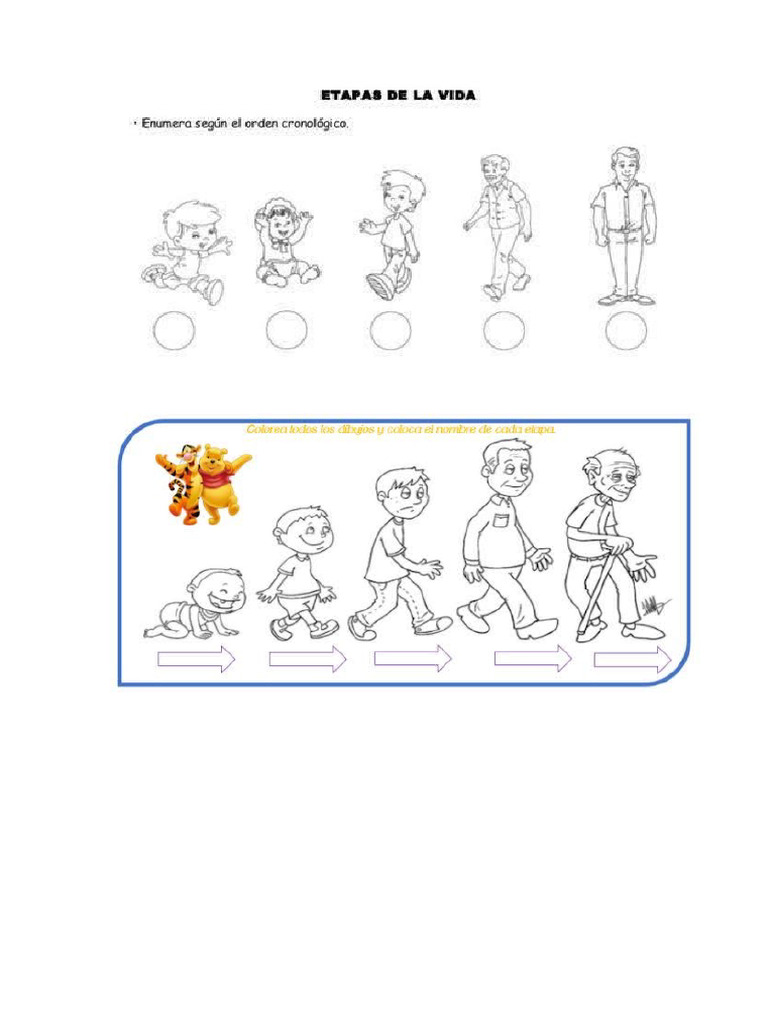 Etapas de La Vida | PDF