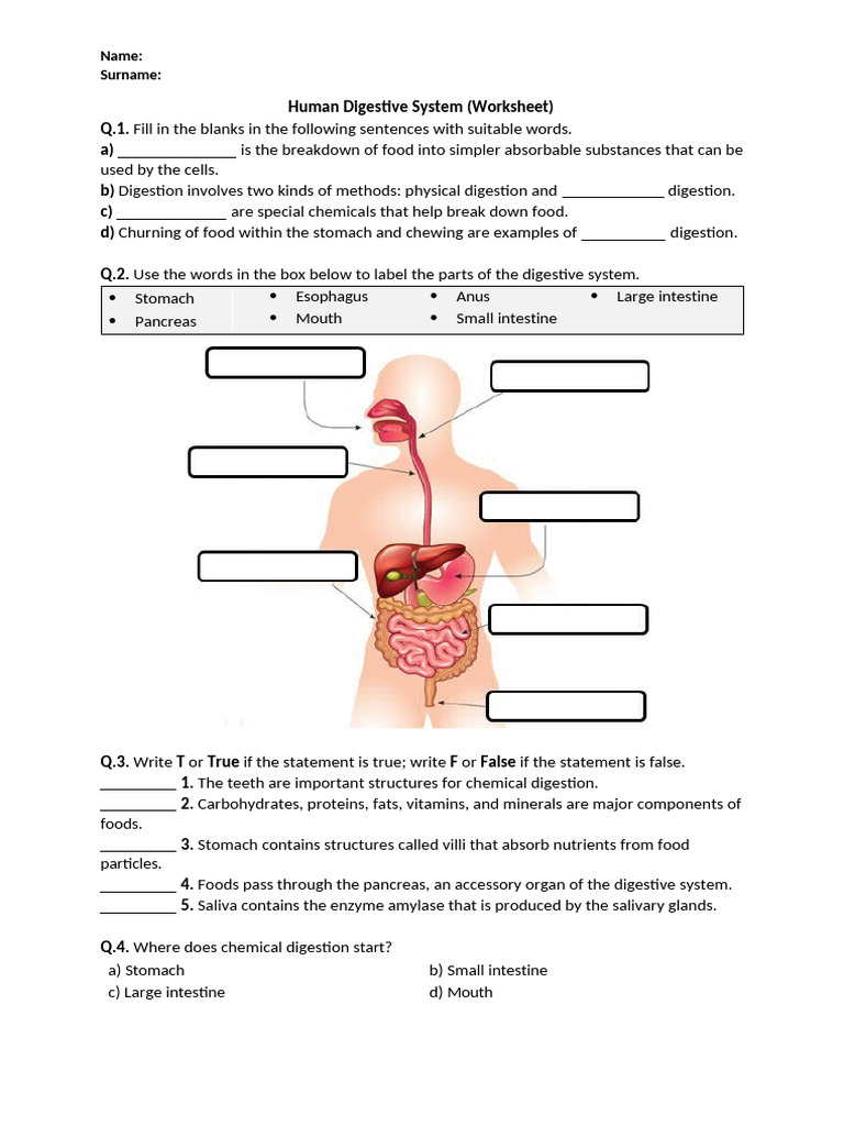 Human Digestive System Worksheet | PDF | Digestion | Human Digestive System