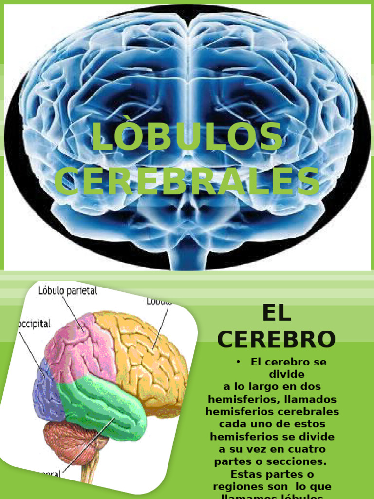 lobulos | PDF | Cerebro | Lóbulo frontal