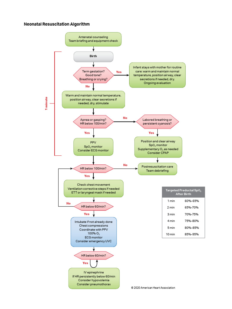 Neonatal Resuscitation Algorithm Guide | PDF | Cardiopulmonary ...