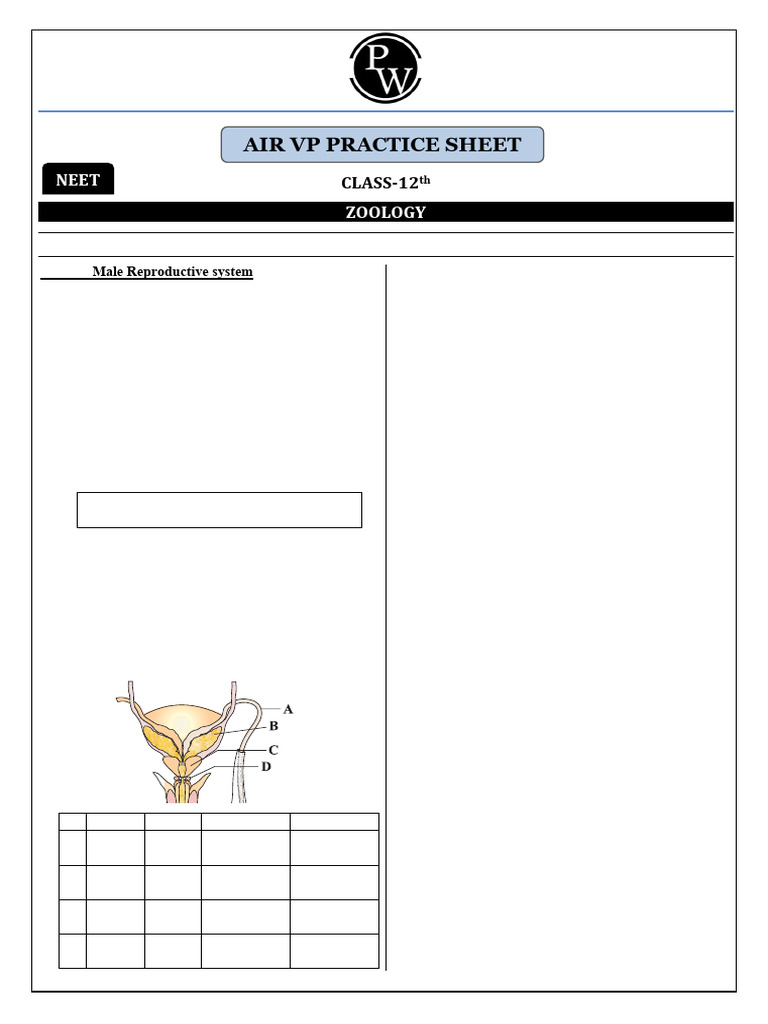 Human Reproduction - Practice Sheet | PDF | Menstrual Cycle | Testicle