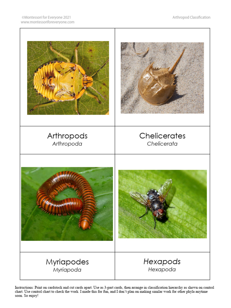 Arthropod Classification | PDF | Hexapoda | Crustacean