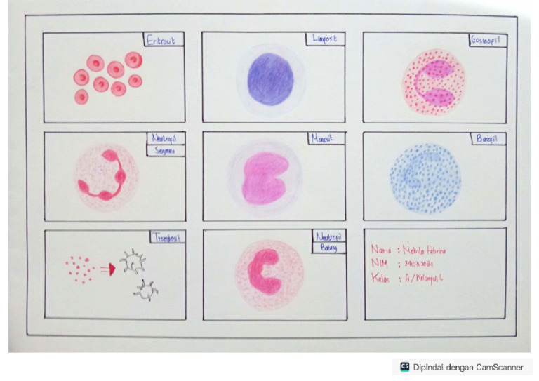 Histologi Sel Darah | PDF