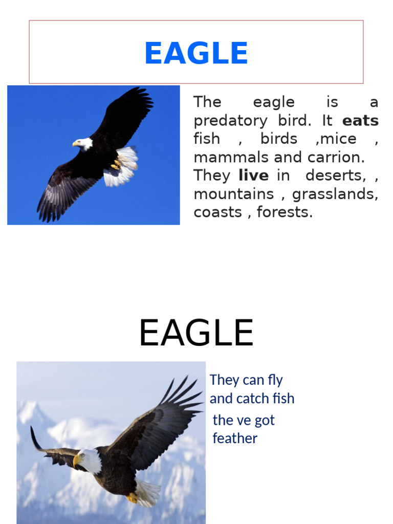 Eagle: Predatory Bird Habits and Habitat | PDF
