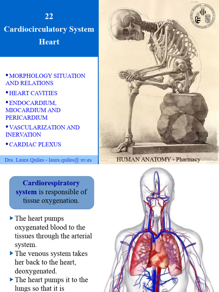 22 Cardiocirculatory System Heart | PDF | Heart Valve | Coronary ...