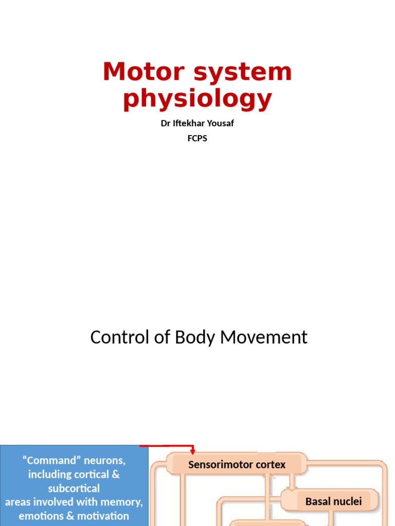 14 May 25 2nd Year LT Col Iftikhar Physiology Lec Motor System | PDF | Motor Neuron | Cerebellum