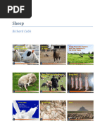All About Sheep | PDF