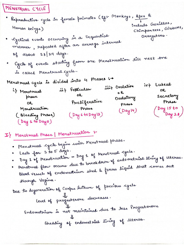 Menstrual Cycle Notes | PDF