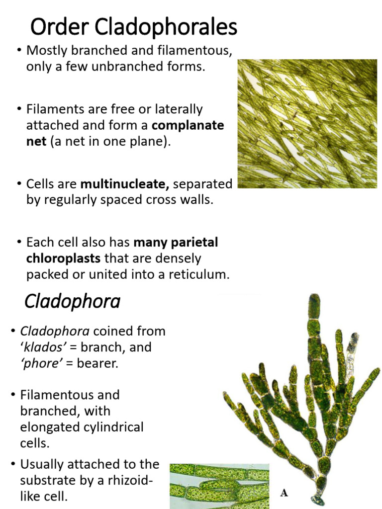 3 BIO 2801 Lec 9 Algae 7 - Green Algae 4 Cladophorales&Zygnematales2023 ...
