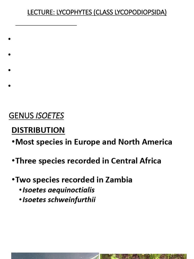 Isoetes: Quillworts Overview and Reproduction | PDF