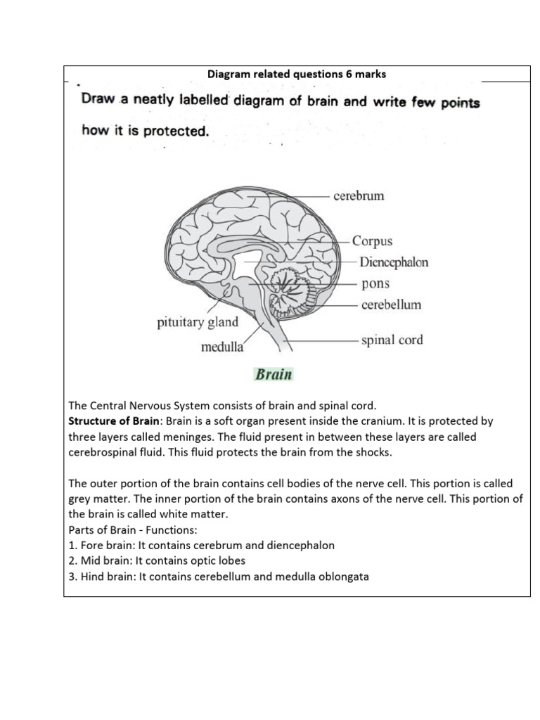 Telangana Class 10 Diagram Bio Long Answers | PDF | Atrium (Heart) | Ovary