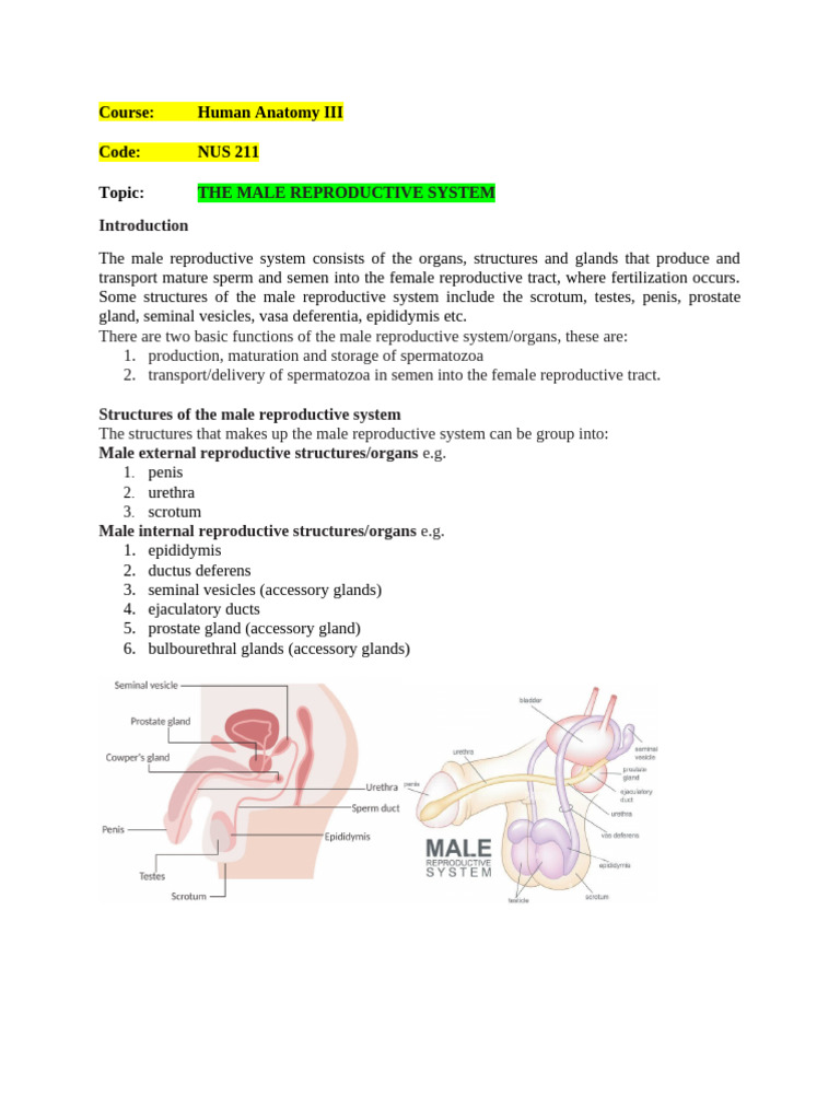 Male Reproductive System Pdf Testicle Prostate
