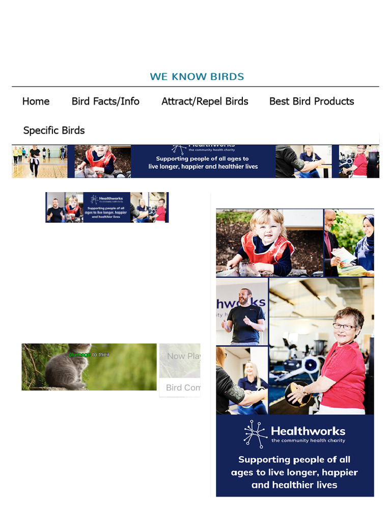 Bird Senses How Do They Experience The World? | PDF | Taste | Senses