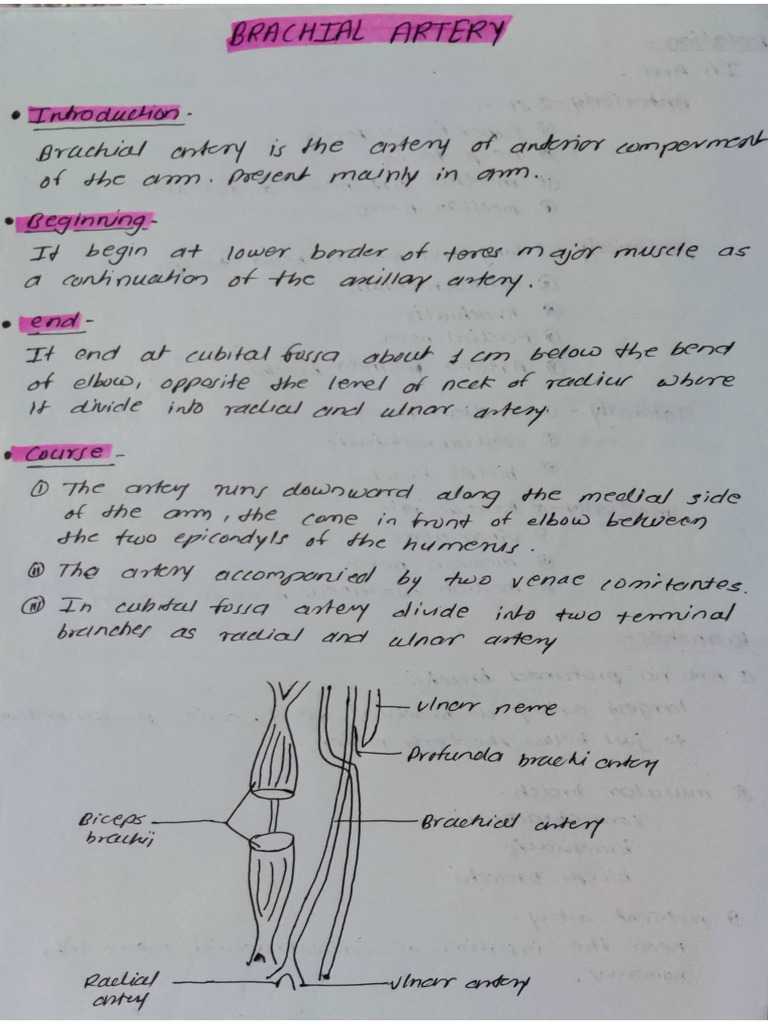 Brachial Artery LAQ 10 Marks SAQ 5 Marks | PDF